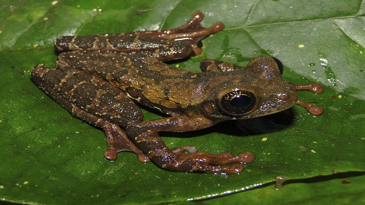 Descubren nueva especie de rana en selva de Perú